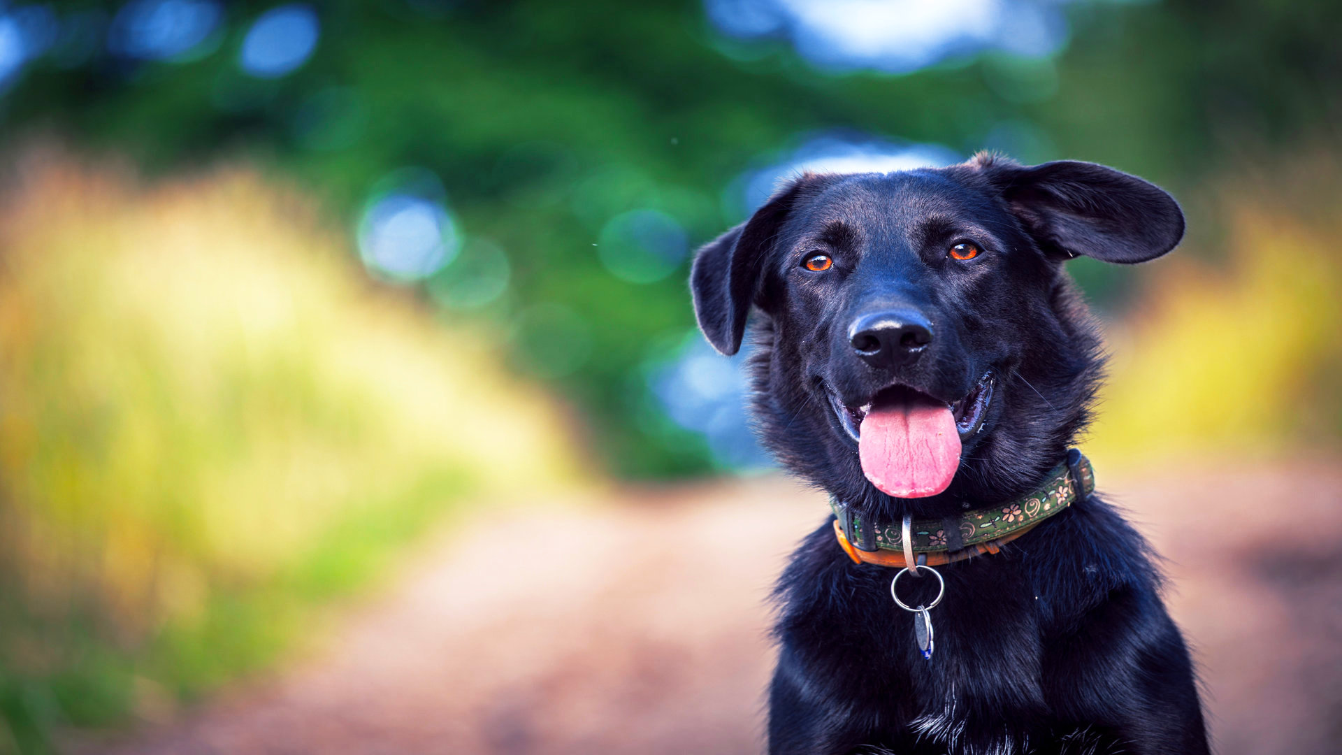 Dog Slim Diet Hub - Veterinary Guidance and Weight Loss Support Program